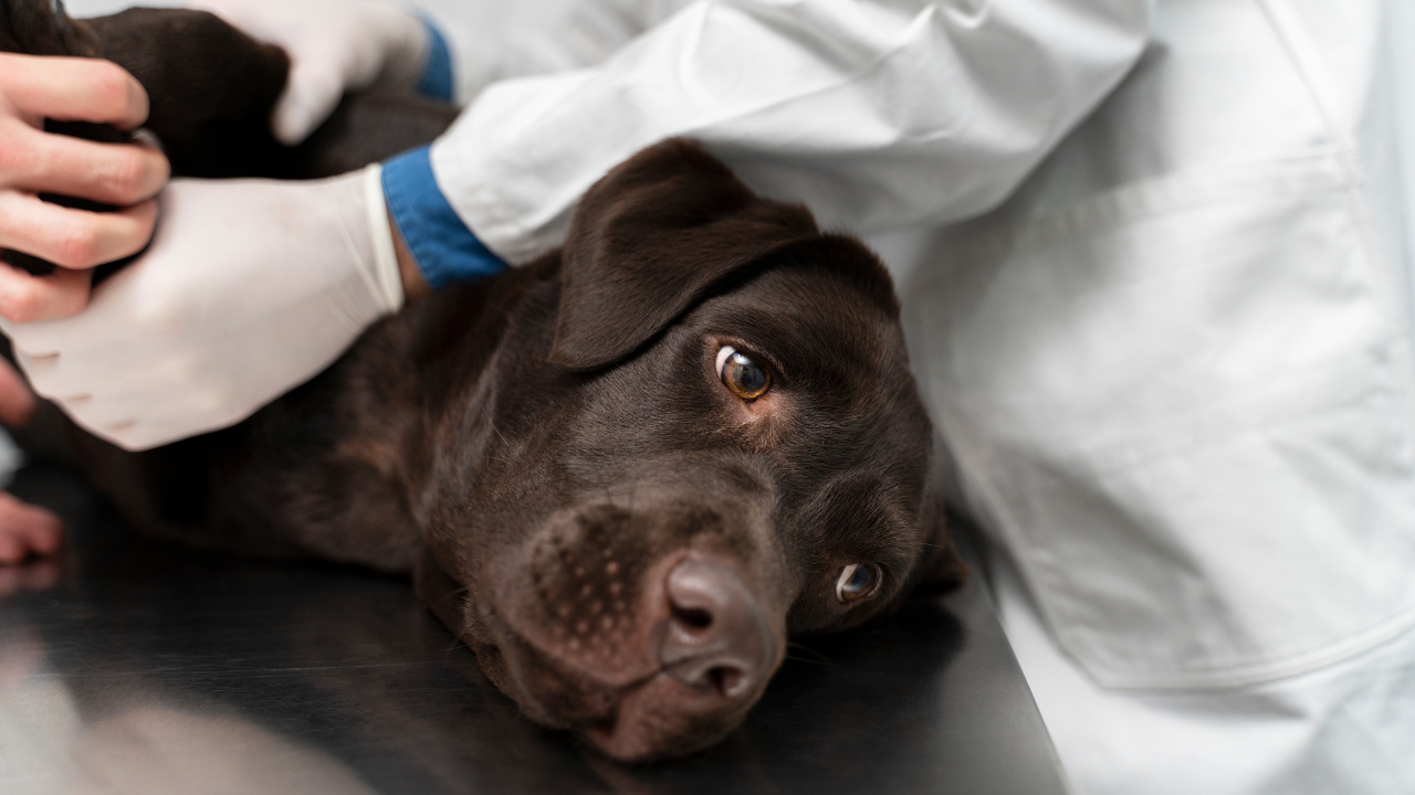 10 Reasons Your Dog Needs Hyperbaric Oxygen Treatment